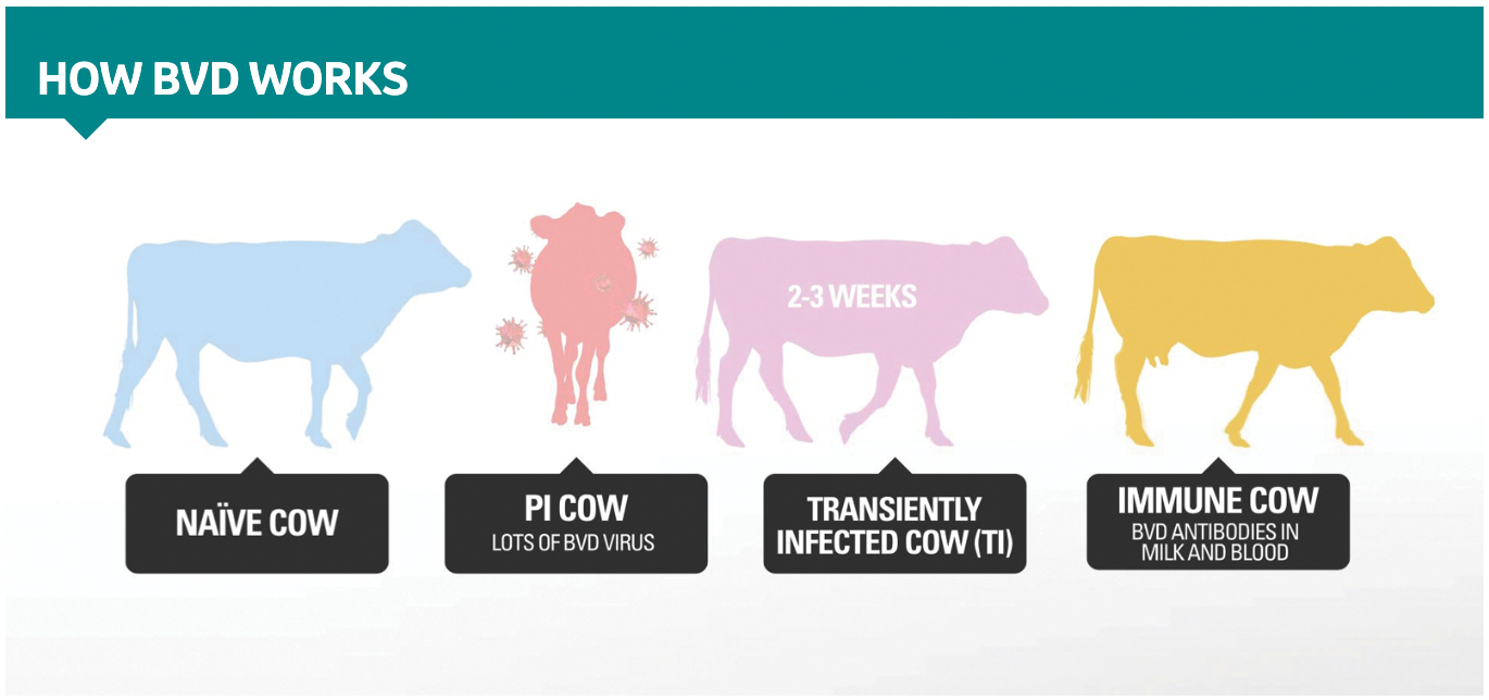 Top Farmers Know-How | What is BVD?