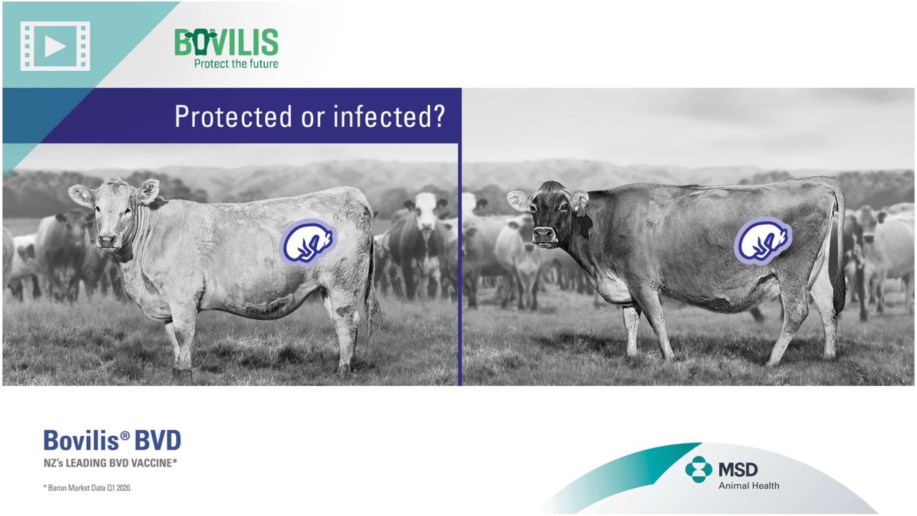Top Farmers Know-How | Bovilis BVD 12 Month Protection