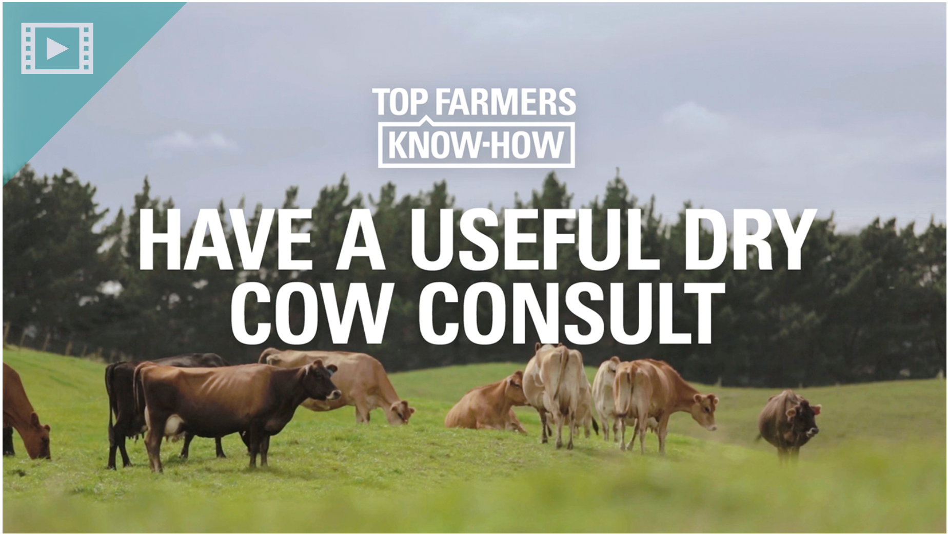 Top Farmers Know-How | Have a Useful Dry Cow Consult