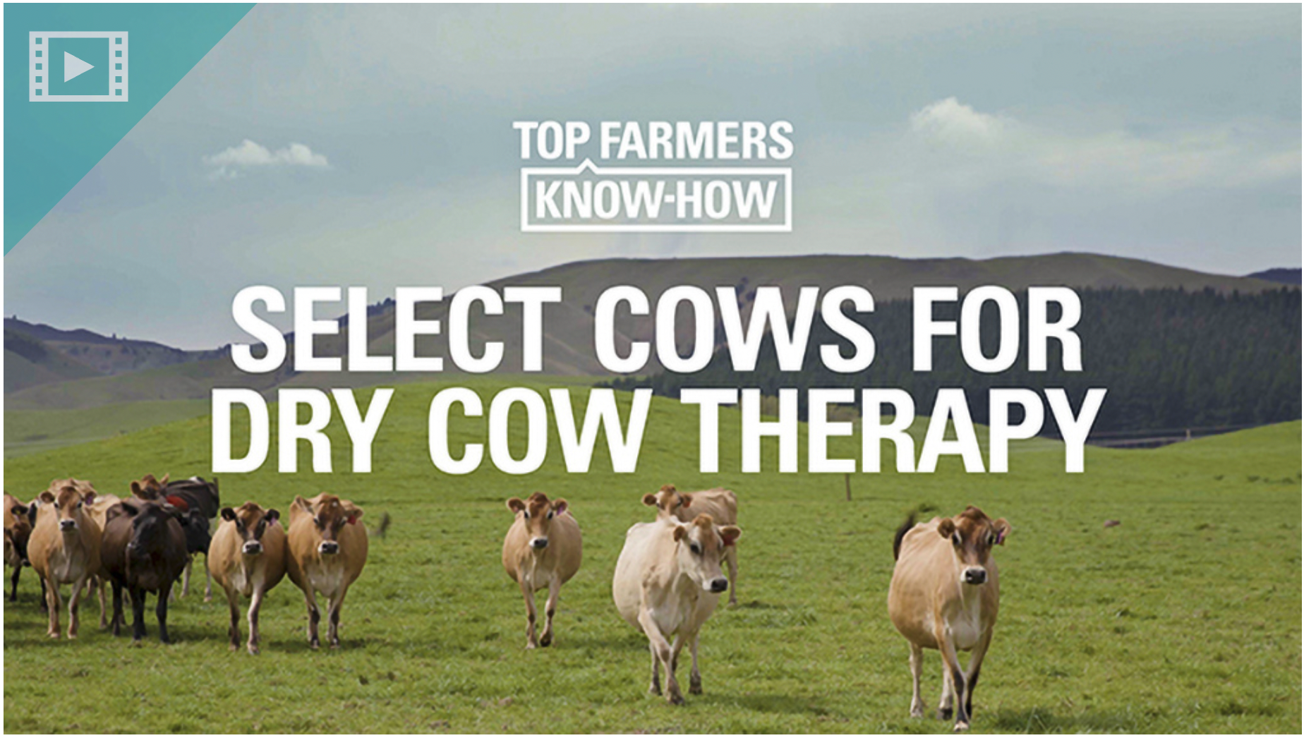 Top Farmers Know-How | Select Cows For Dry Cow Therapy