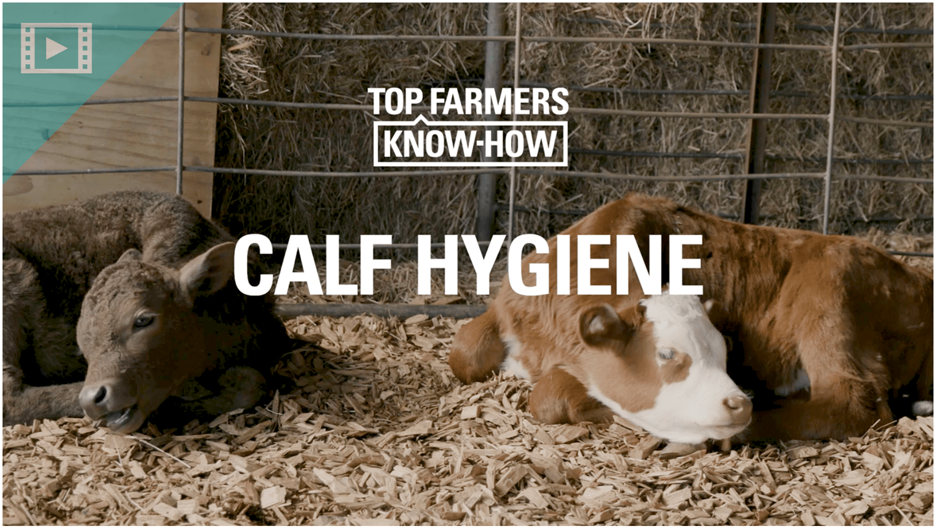 CALF HYGIENE - topfarmers-co-nz