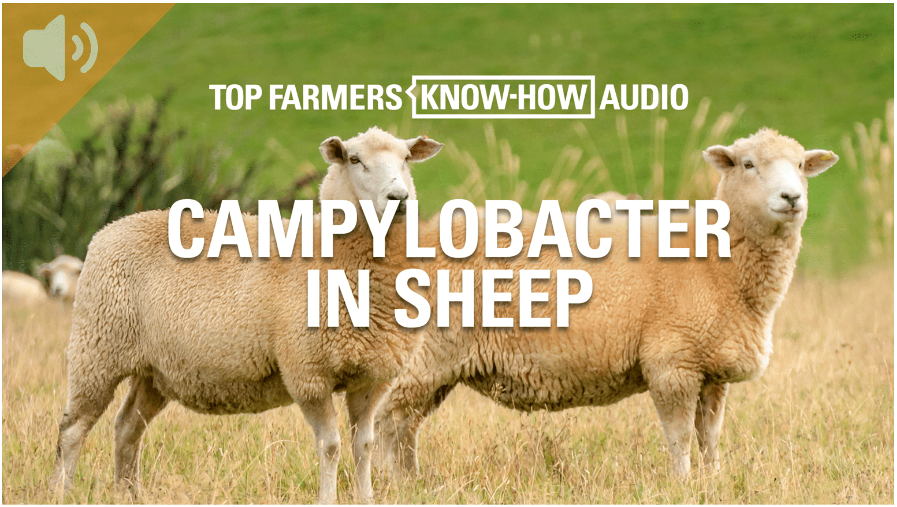Top Farmers Know-How | Campylobacter In Sheep